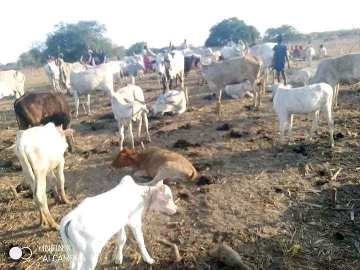 At Least 33 Killed in Assault on Bor Dinka Cattle Camp in Magwi County ...