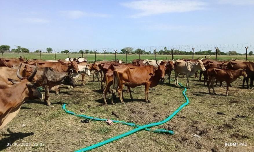 Over 100 Stolen Cattle Recovered in Twic County to reinforce Inter ...